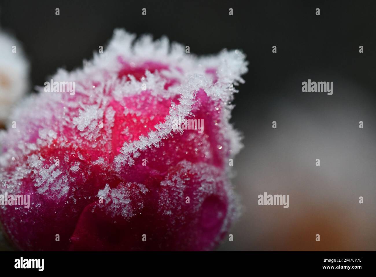 Macro photography of frosted red rose petals Stock Photo - Alamy
