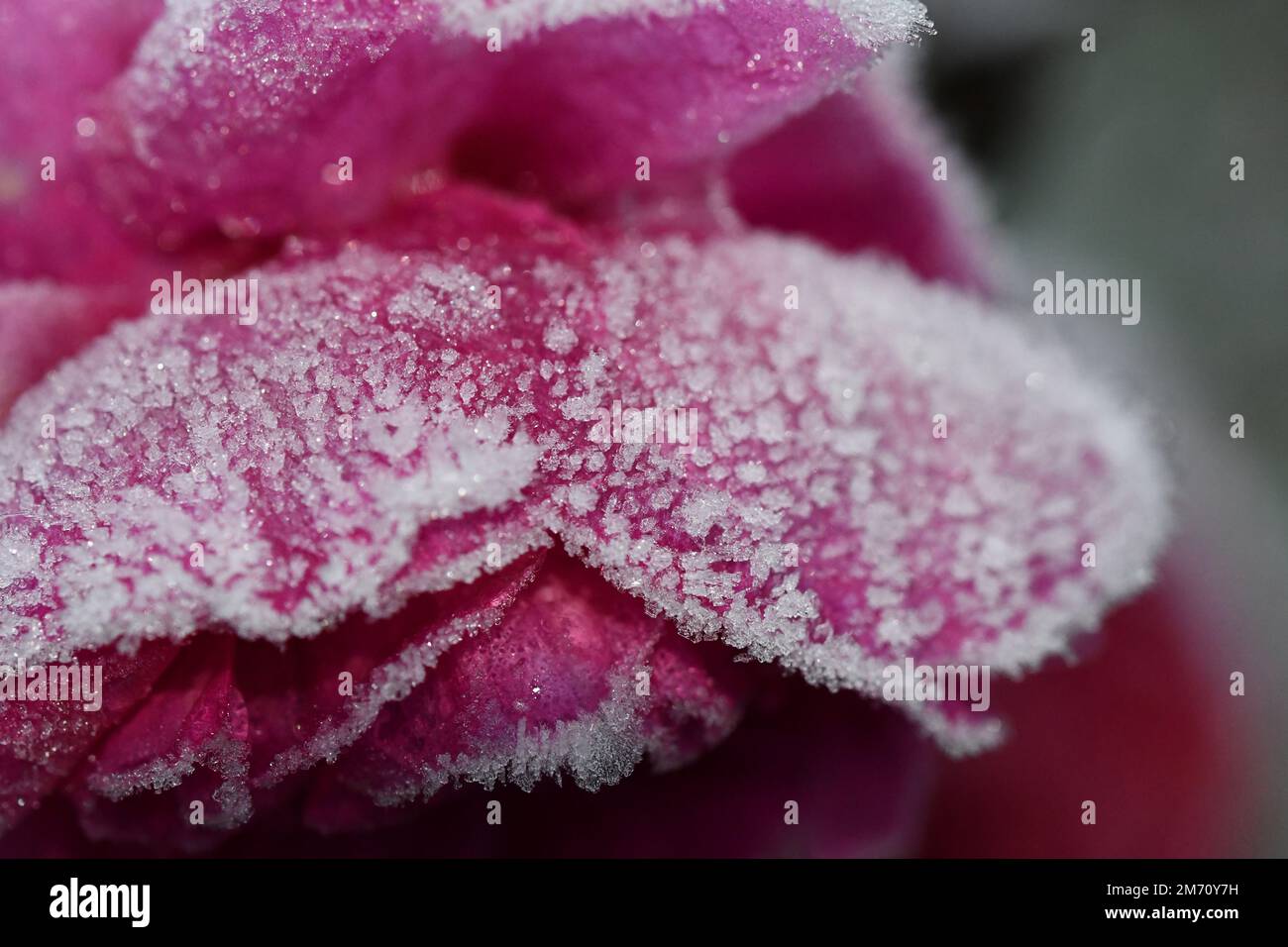 Macro photography of frosted red rose petals Stock Photo - Alamy