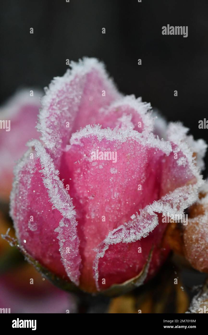 Macro photography of frosted red rose petals Stock Photo - Alamy