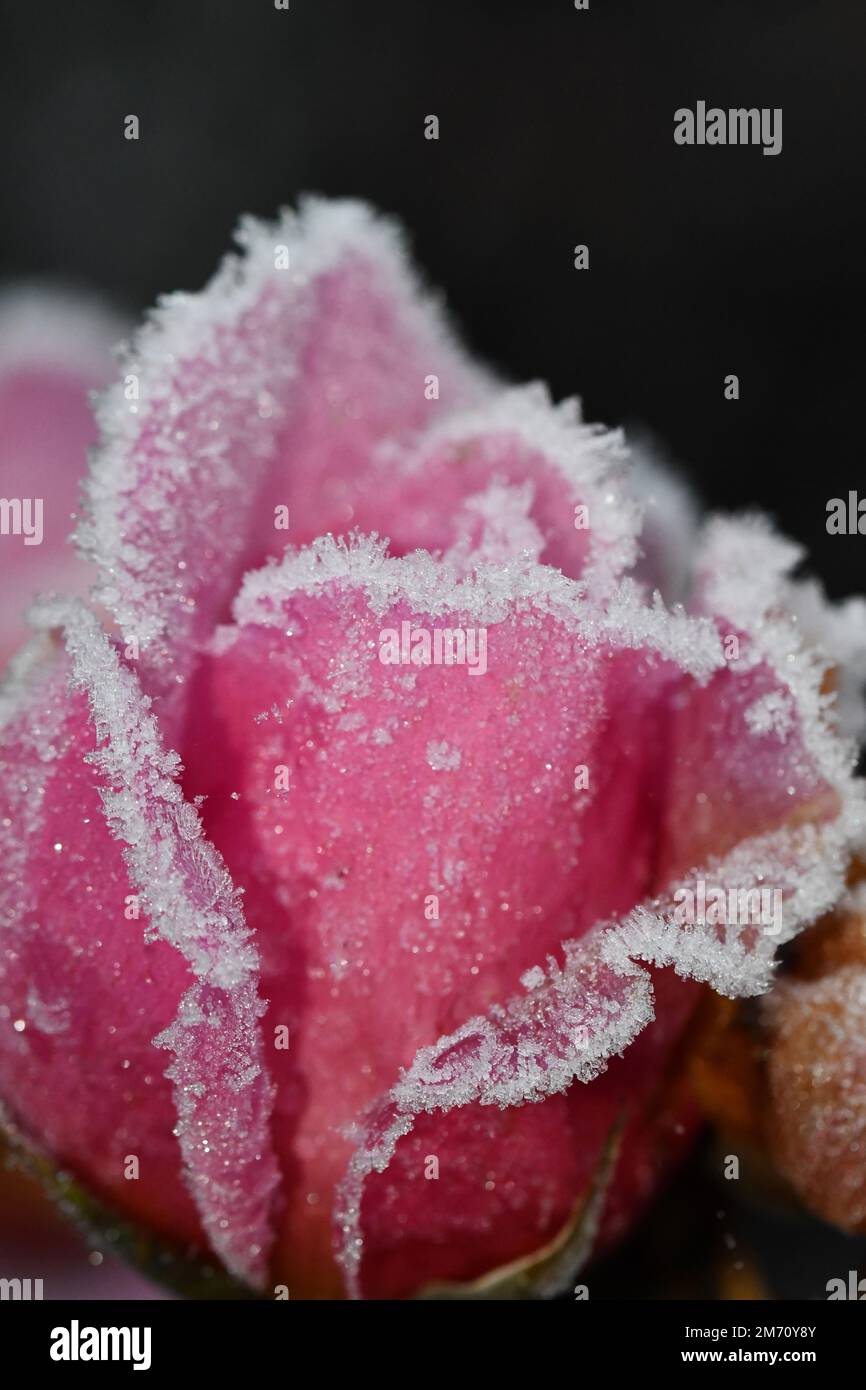 Macro photography of frosted red rose petals Stock Photo - Alamy