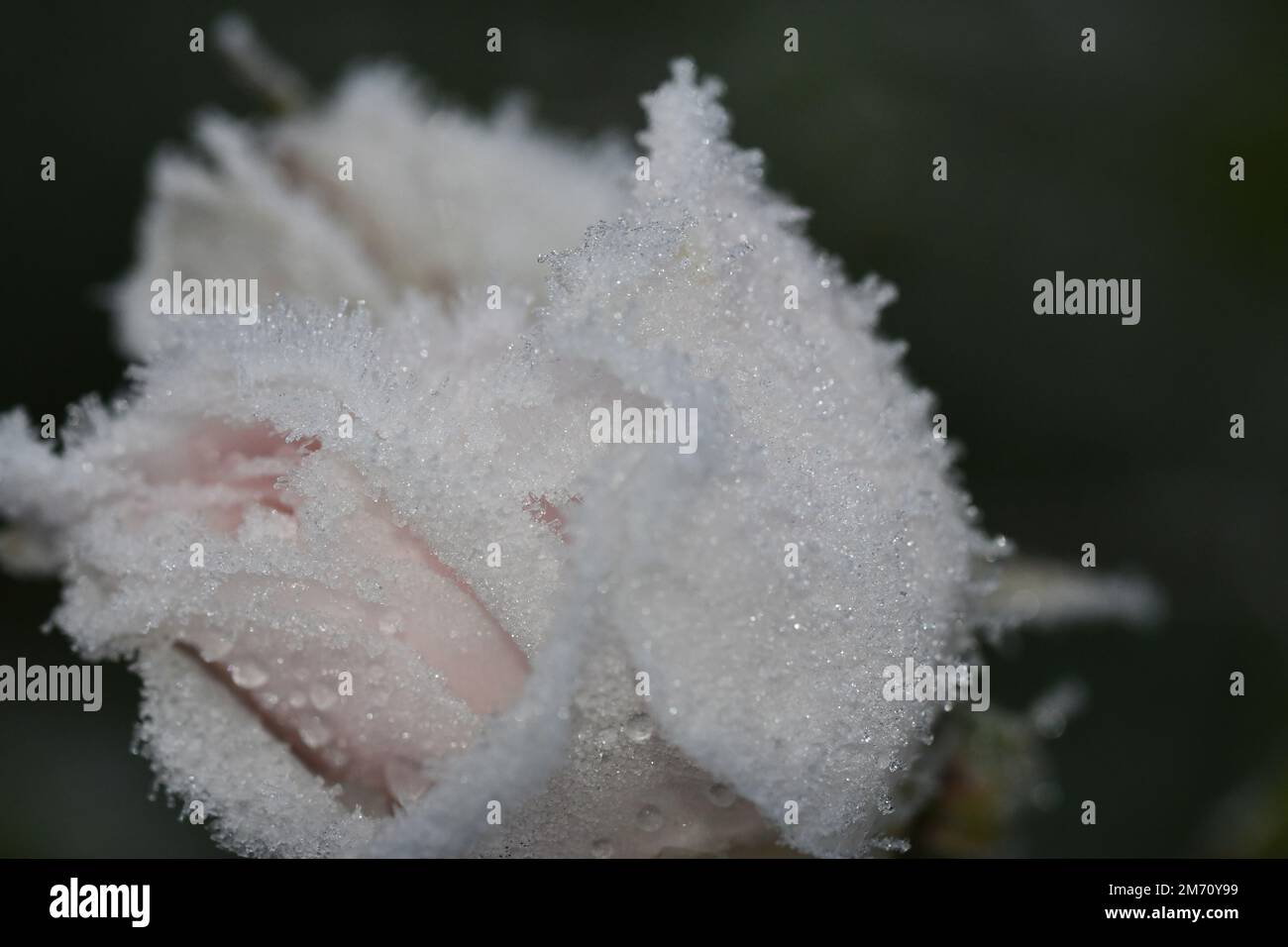 Macro photography of frosted rose petals Stock Photo - Alamy