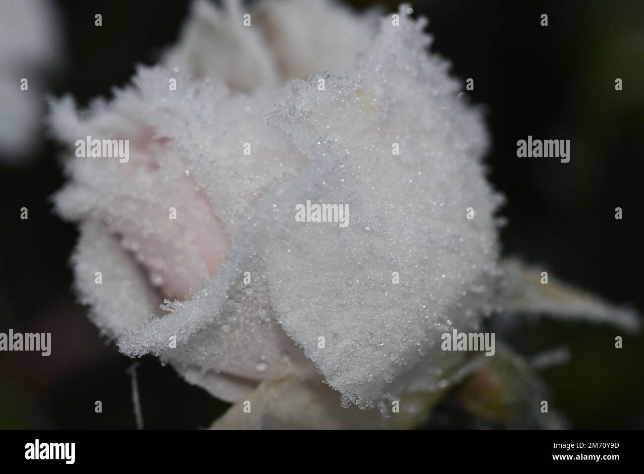 Frosting texture closeup pink hi-res stock photography and images - Alamy