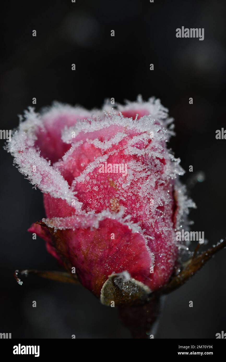 Macro photography of frosted red rose petals Stock Photo - Alamy