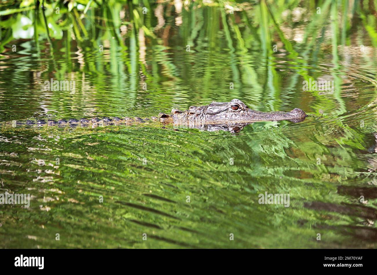 Alligator in water - Cajun swamp, Louisiana Stock Photo - Alamy