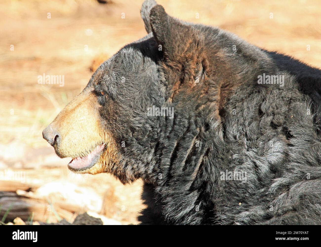 Bea in profile Stock Photo - Alamy