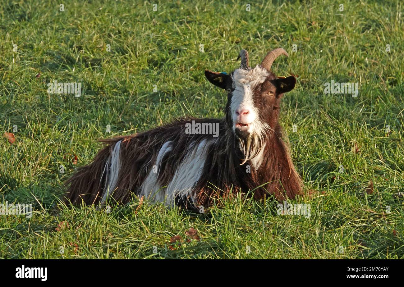 Female Dutch Landrace Goat lies in the grass. She is bleating. This is ...