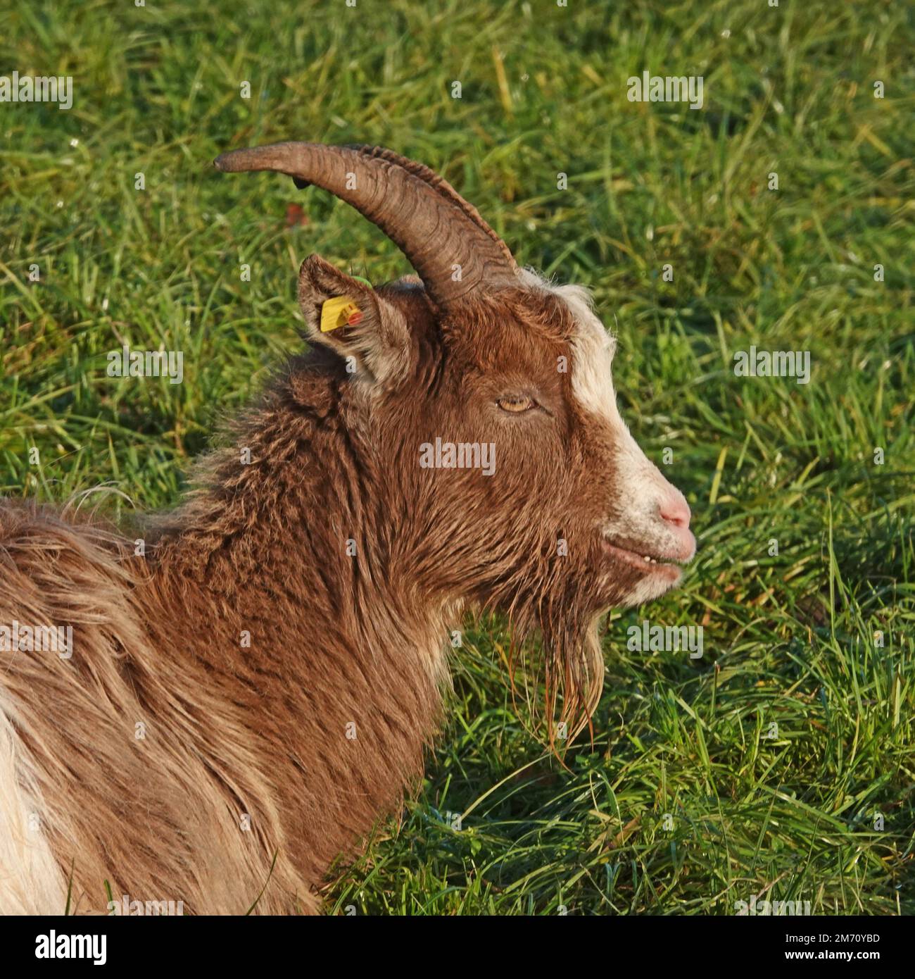 Funny portrait 17th century hi-res stock photography and images - Alamy