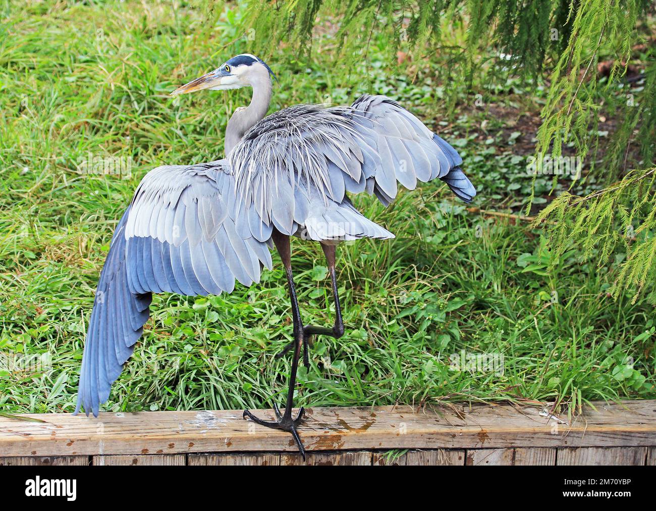 Saking off hi-res stock photography and images - Alamy