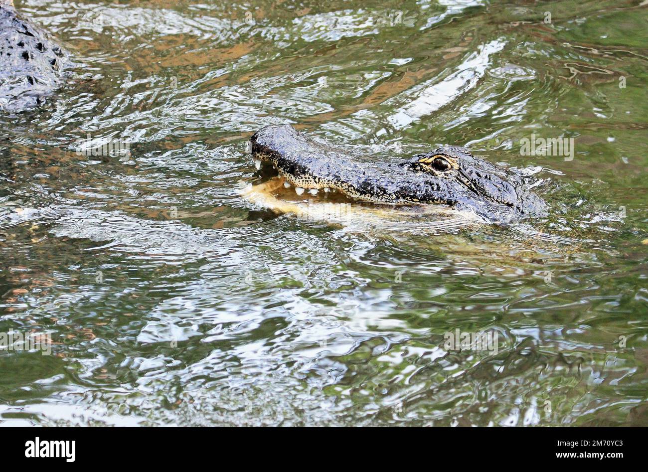 Wild Alligator in water - Cajun swamp, Louisiana Stock Photo - Alamy