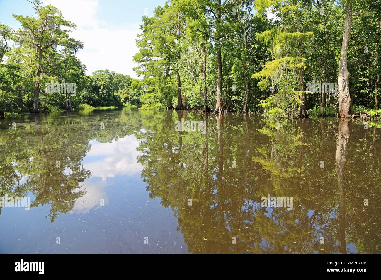 Cajun swamp, Louisiana Stock Photo - Alamy