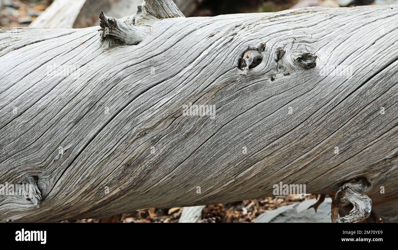 Wooden stem without bark Stock Photo - Alamy