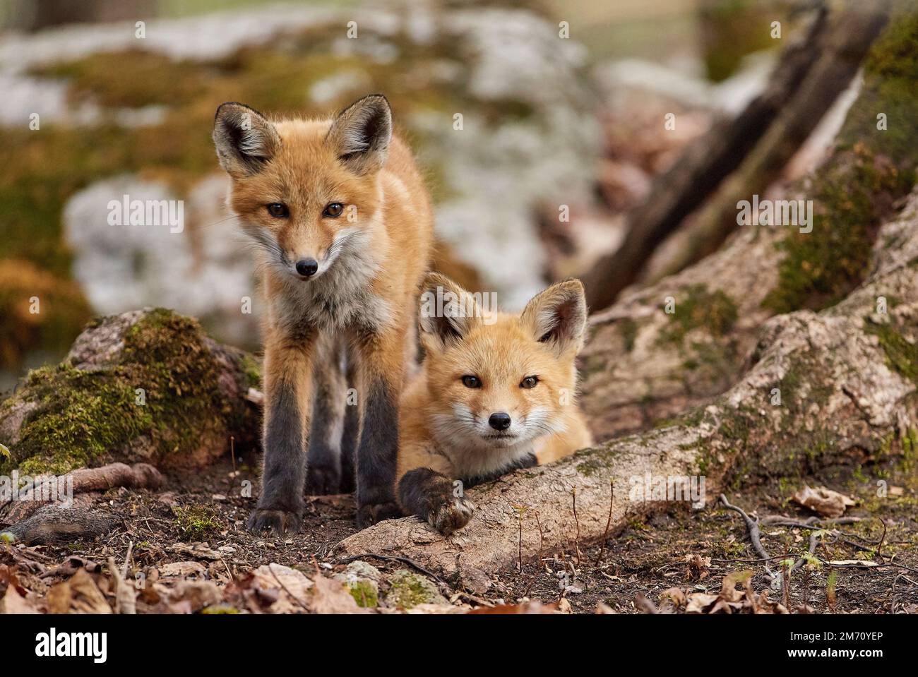 The two little foxes resting in the forest Stock Photo - Alamy