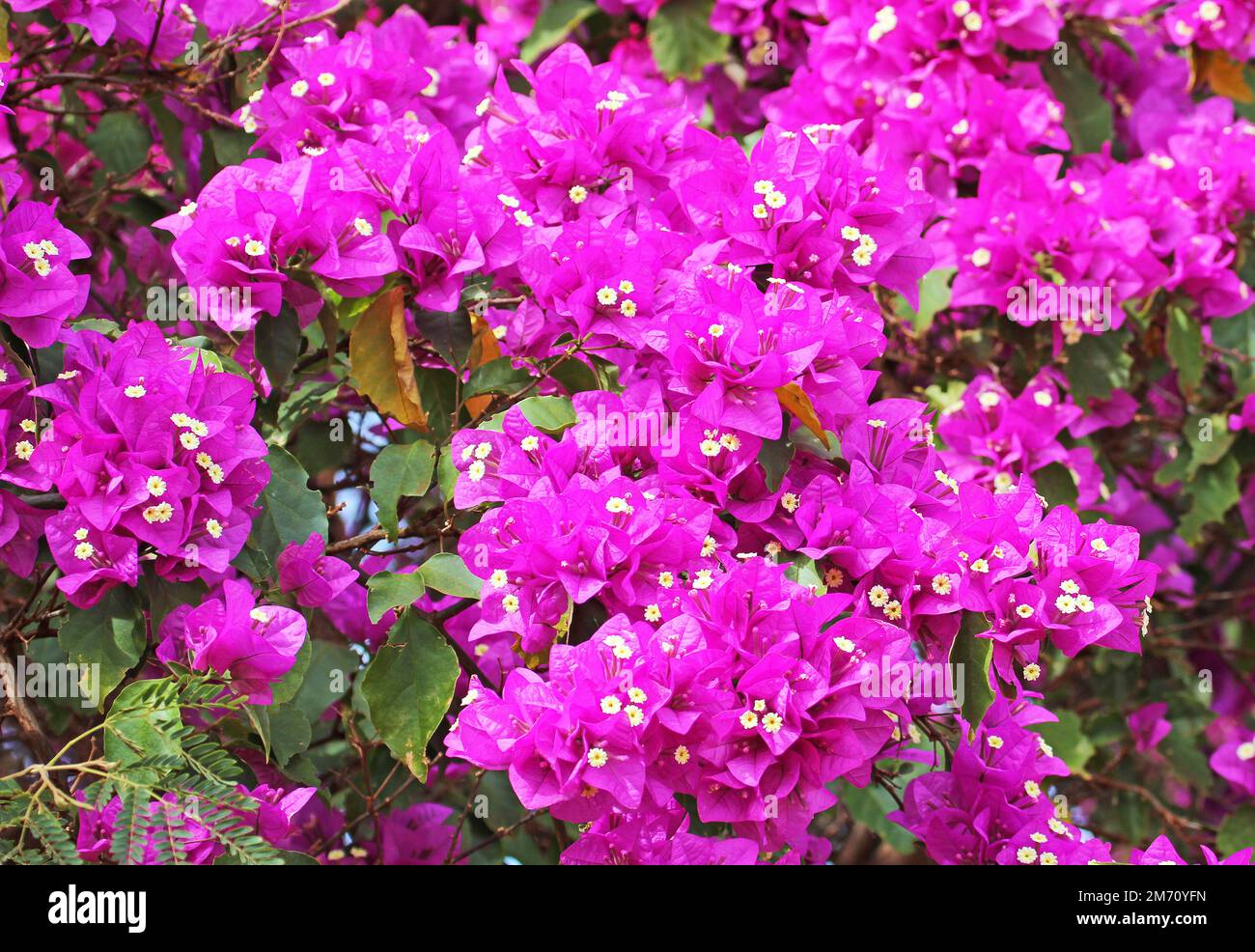 Pink bush of Bougainvillea, Hawaii Stock Photo - Alamy