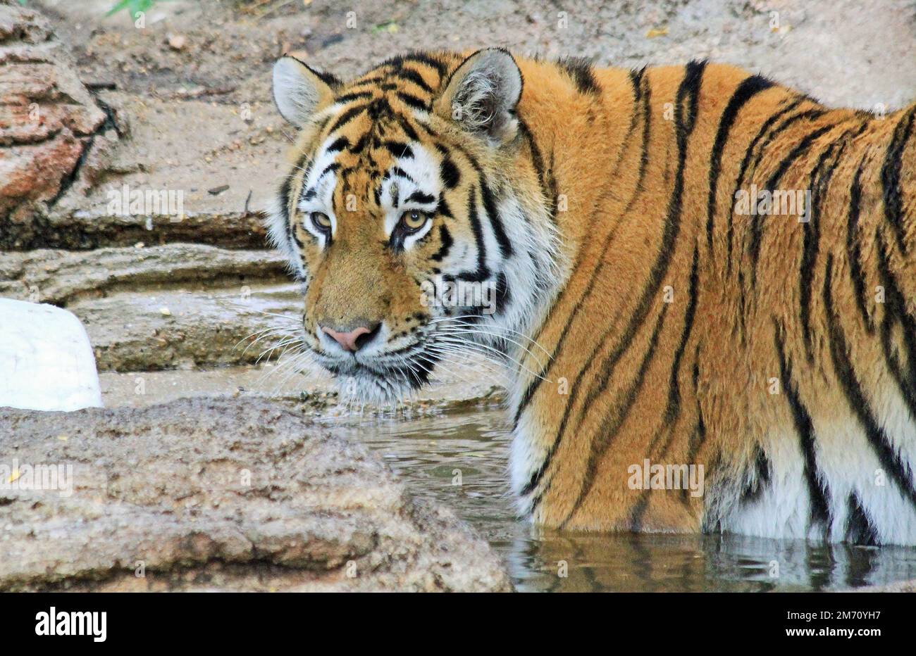 Tiger in water Stock Photo - Alamy