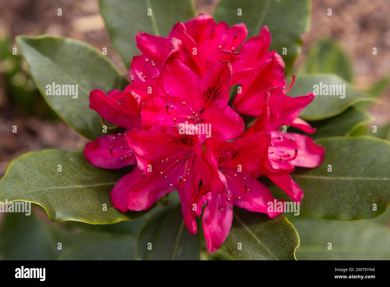 A red blooming rhododendron in summer Stock Photo - Alamy
