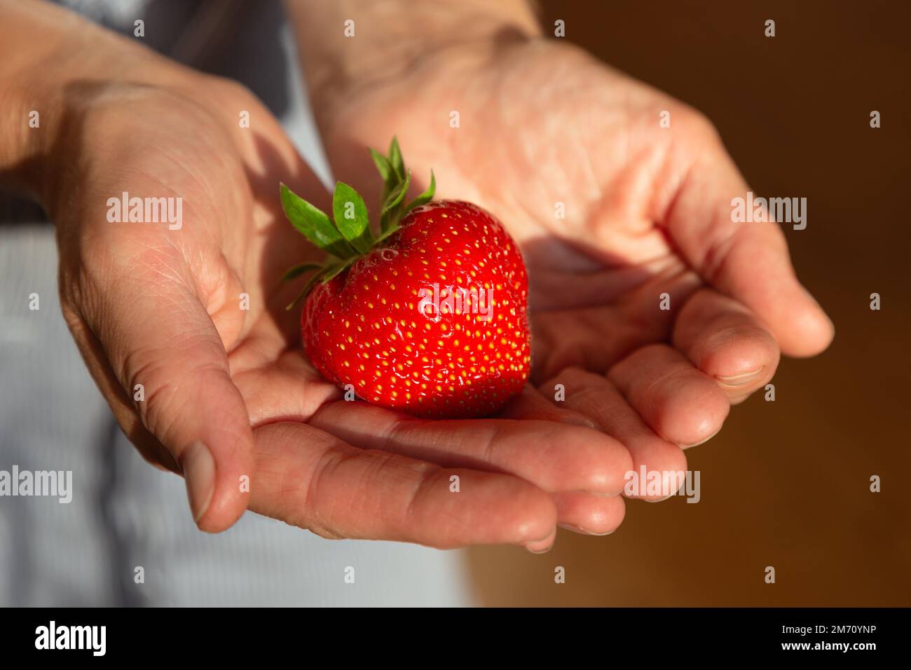 Big strawberry in hands farmer hi-res stock photography and images - Alamy