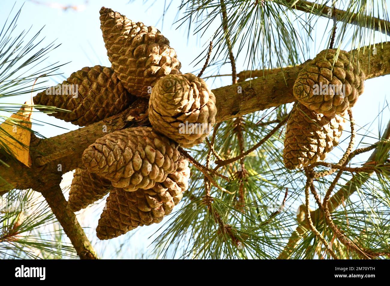 Cedar cones on a branch Stock Photo - Alamy