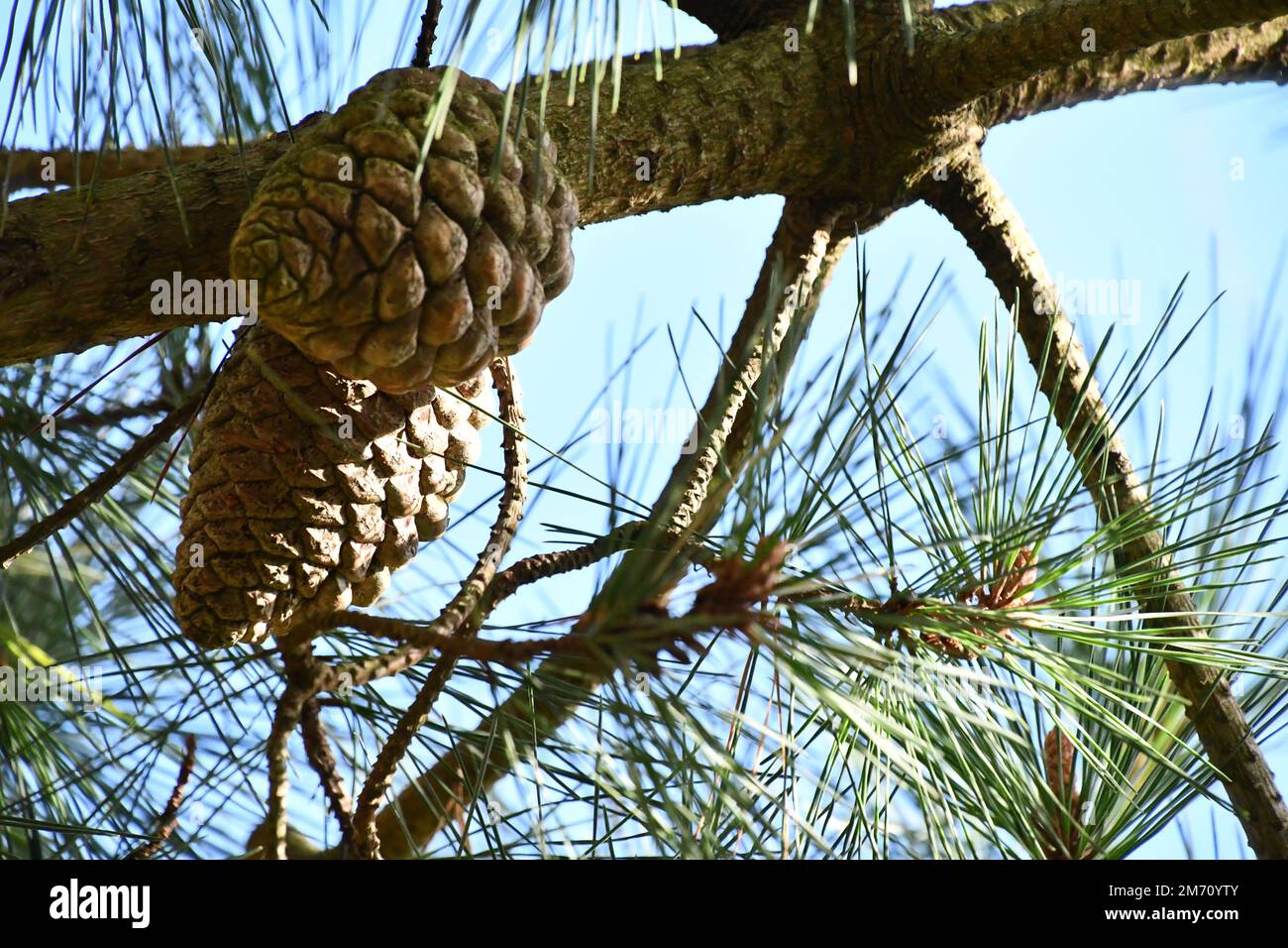 Cedar cones on a branch Stock Photo - Alamy