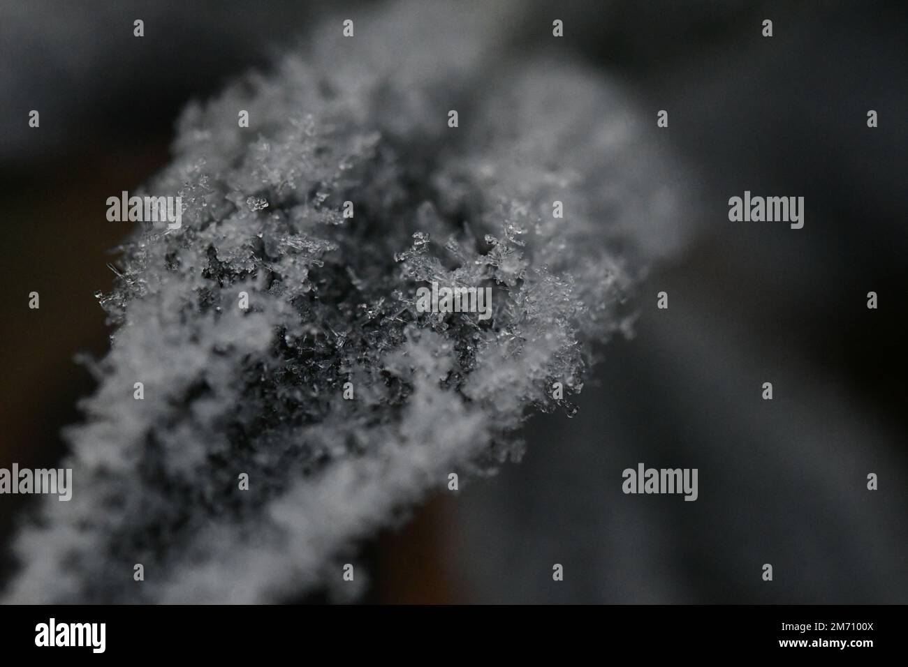 Macro photography of frosted flower Stock Photo - Alamy