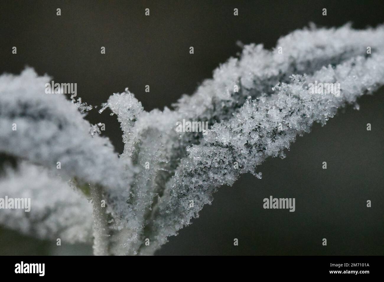 Macro photography of frosted flower Stock Photo - Alamy