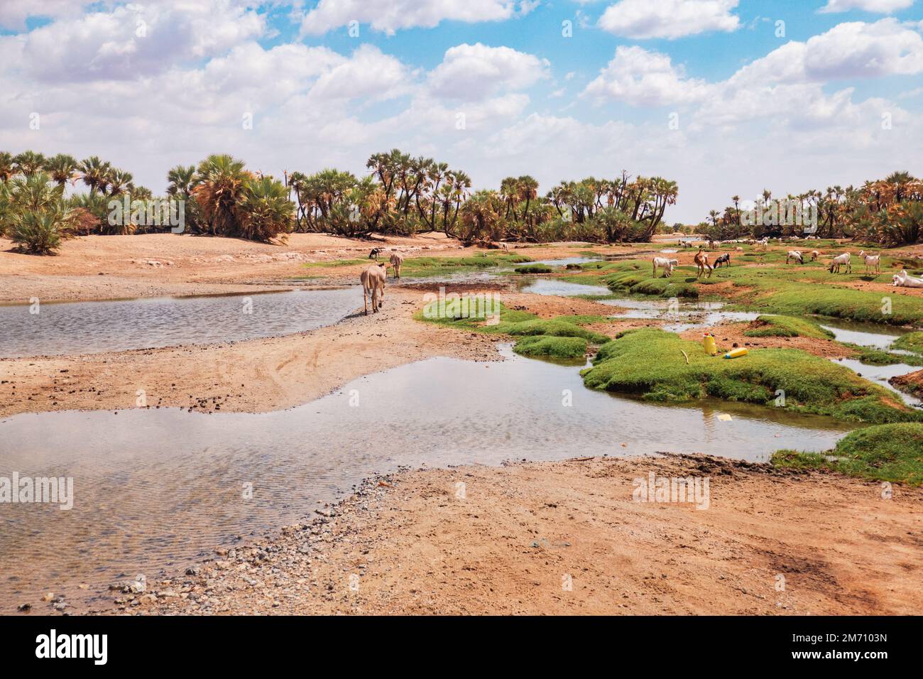 Scenic view of goats grazing at North Horr Oasis in Marsabit, Kenya ...