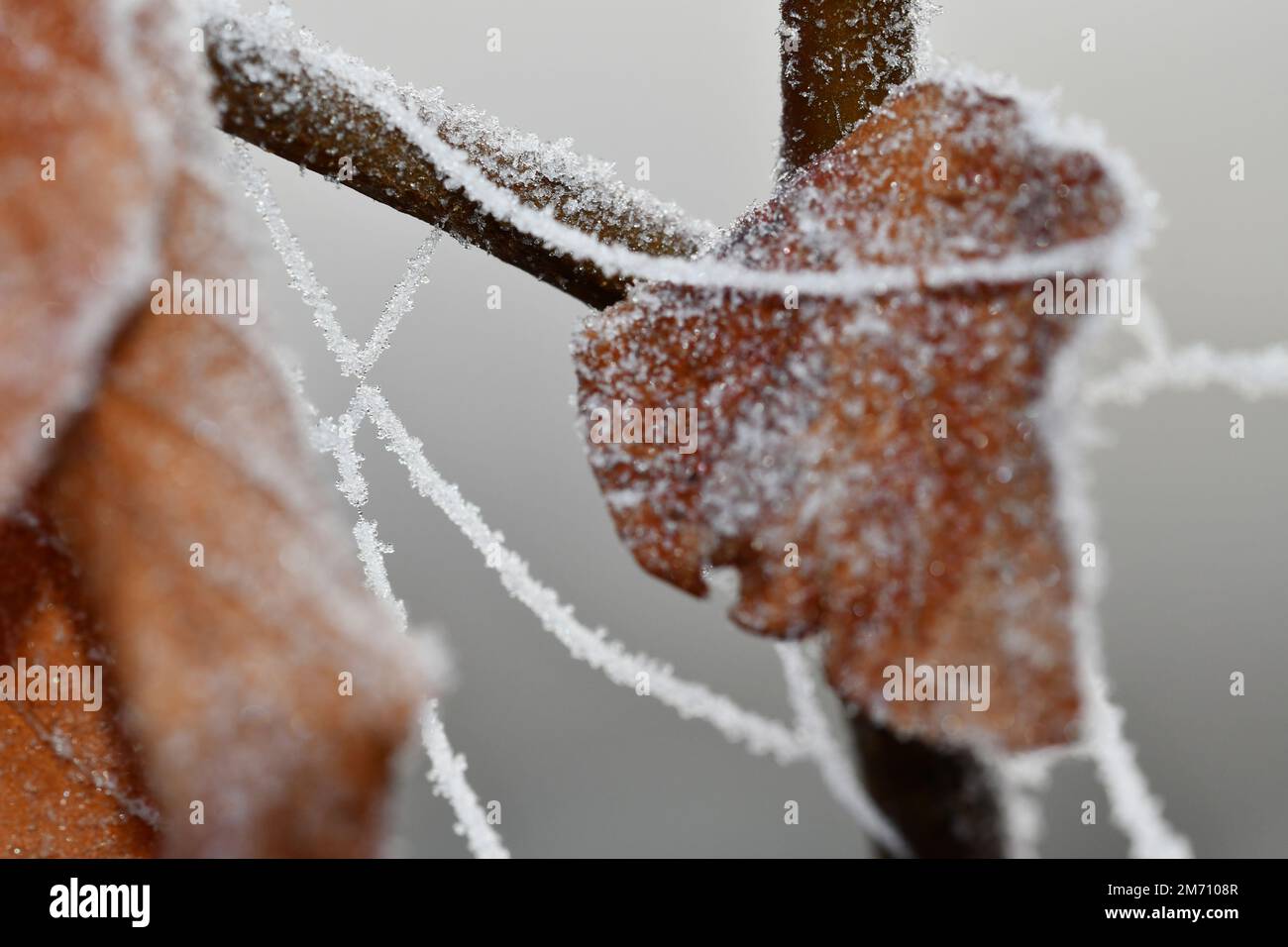 Frosted spider web on a branch, macro photography, cobweb Stock Photo ...