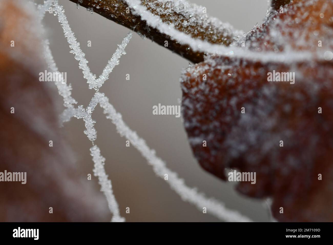 Frost on spider web hi-res stock photography and images - Alamy