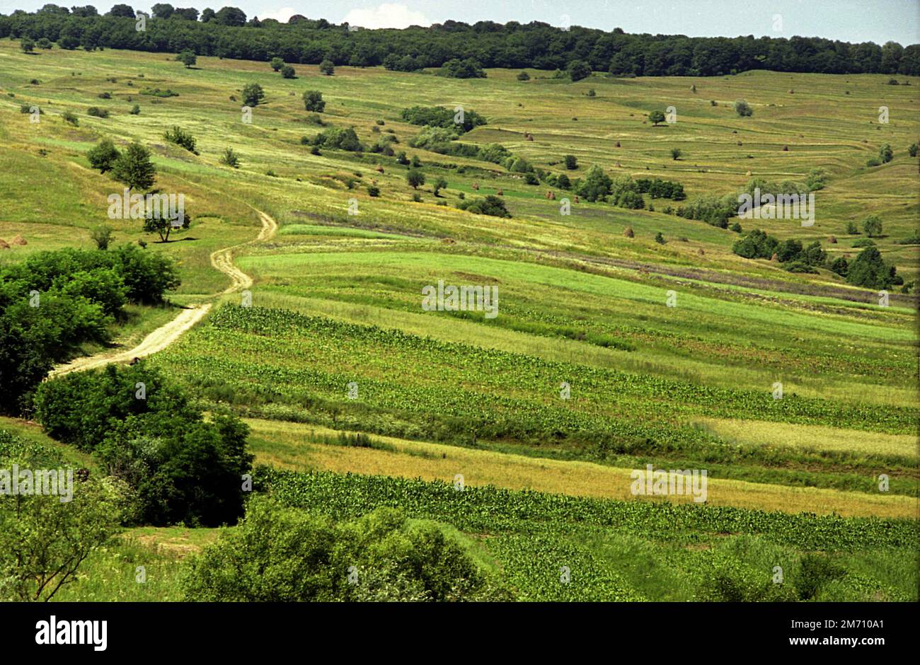 Mures County, Romania, approx. 2001. Landscape in summertime with ...