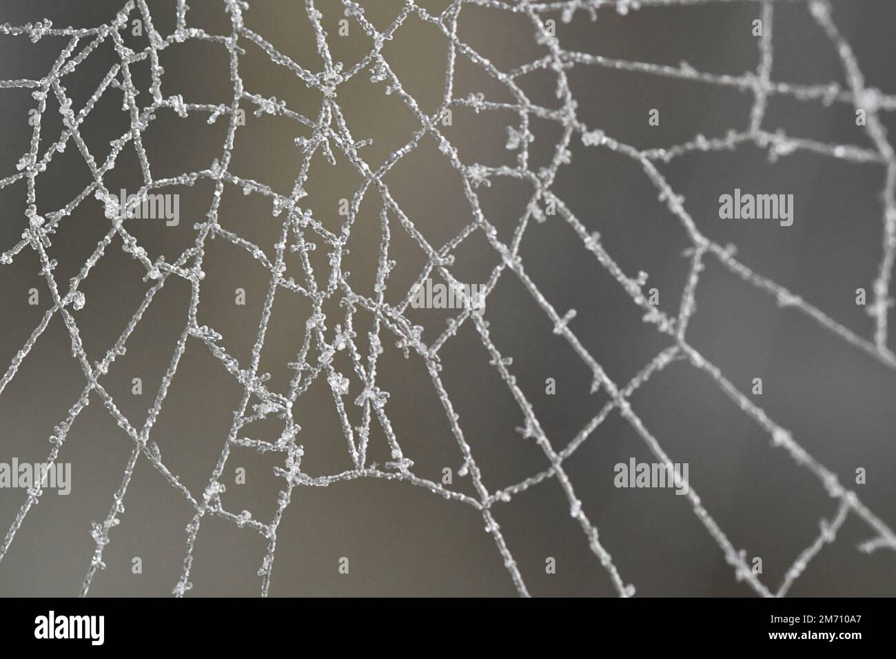 Macro photography of a frosty cobweb Stock Photo - Alamy
