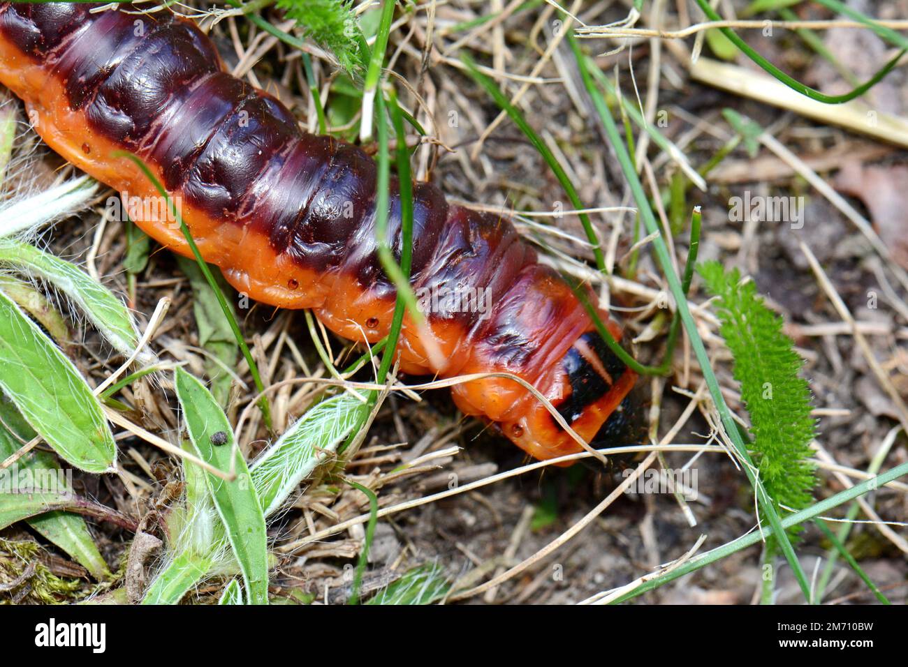 The big red catterpillar of Goat Moth (Cossus cossus Stock Photo - Alamy