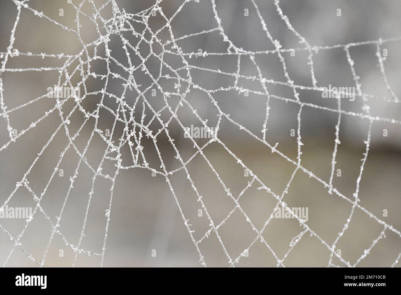 Macro photography of a frosty cobweb Stock Photo - Alamy