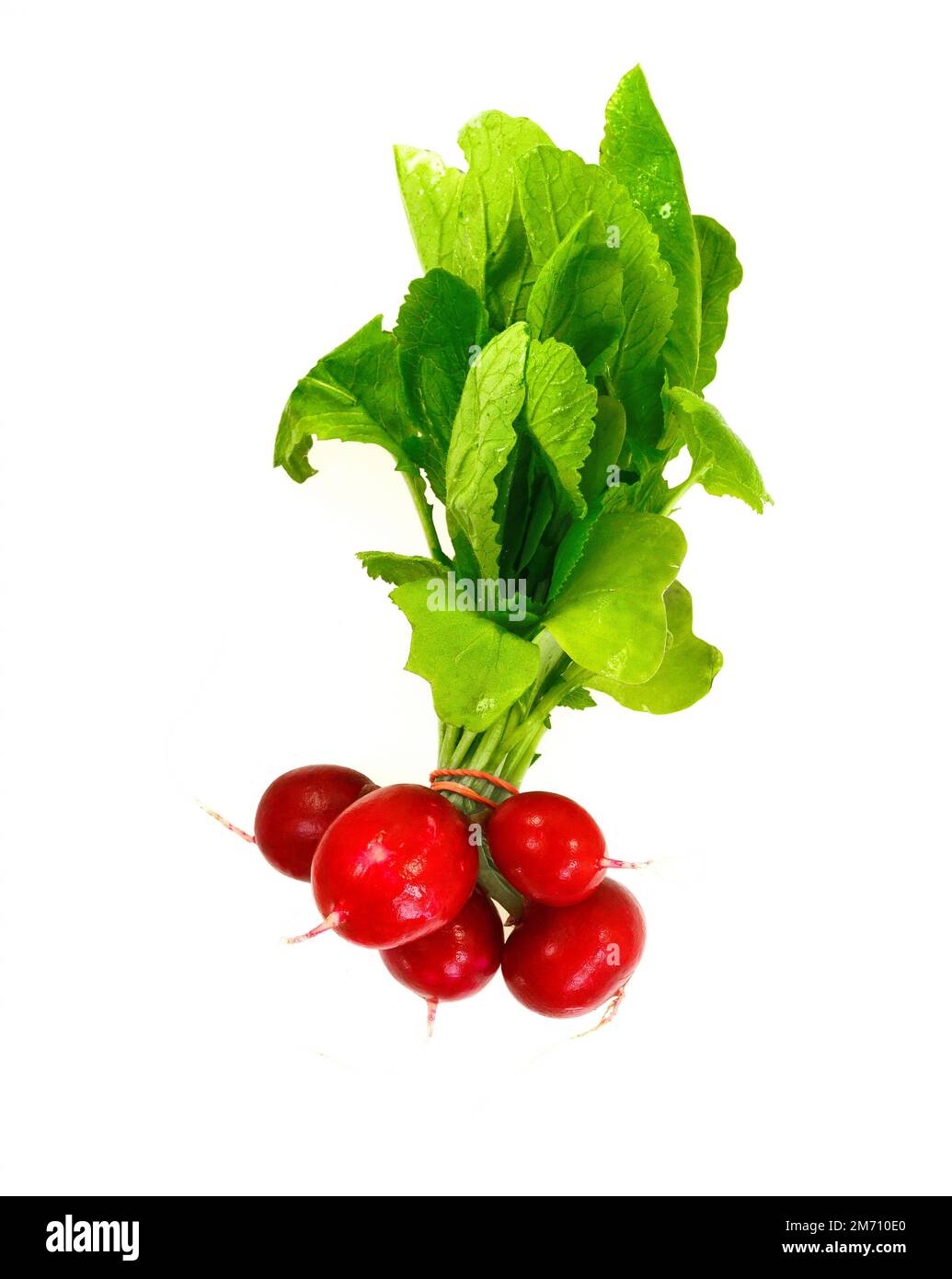Group of five whole red radish with fresh green leaves isolated on ...