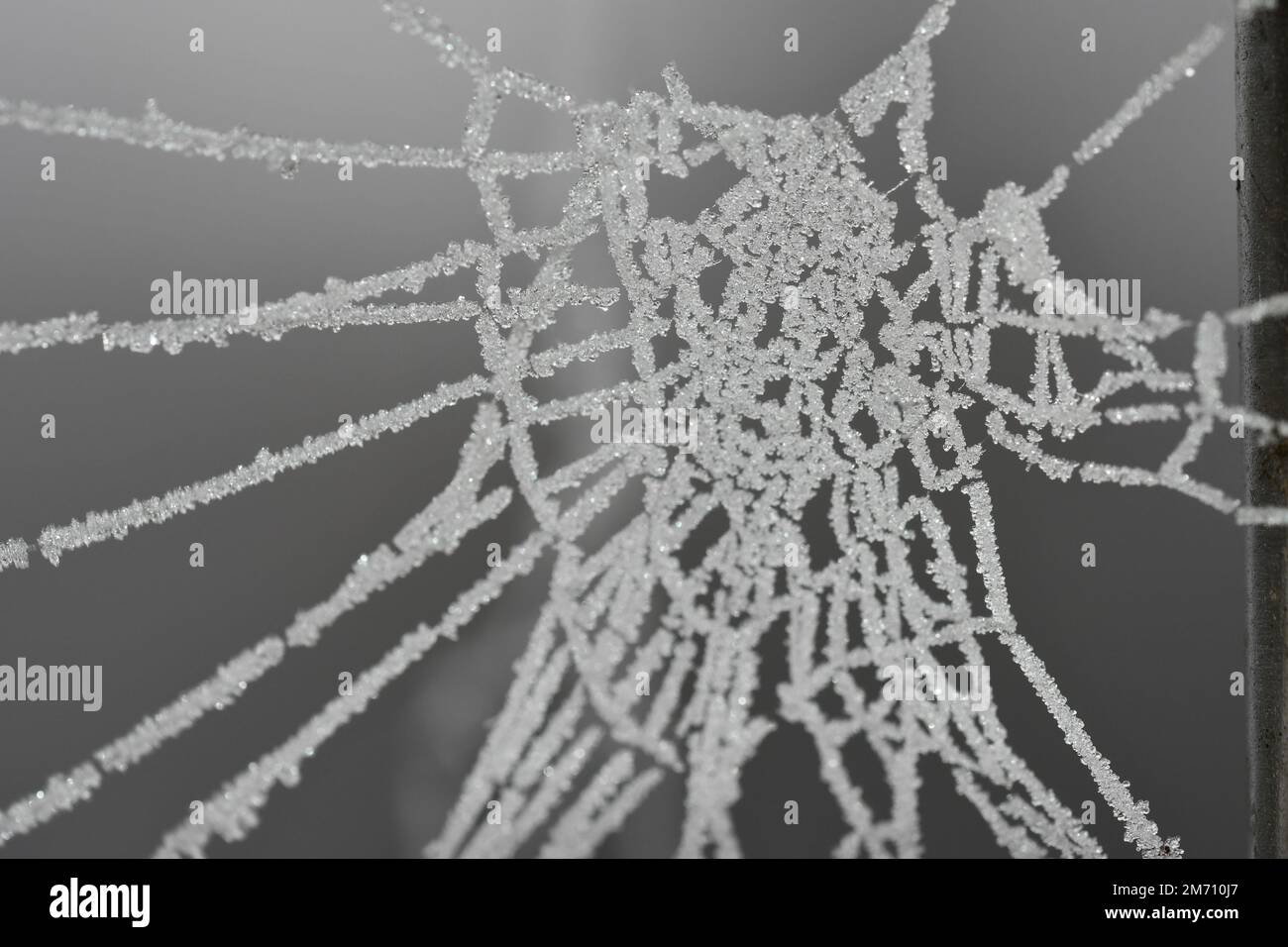 Macro photography of a frosty cobweb Stock Photo - Alamy