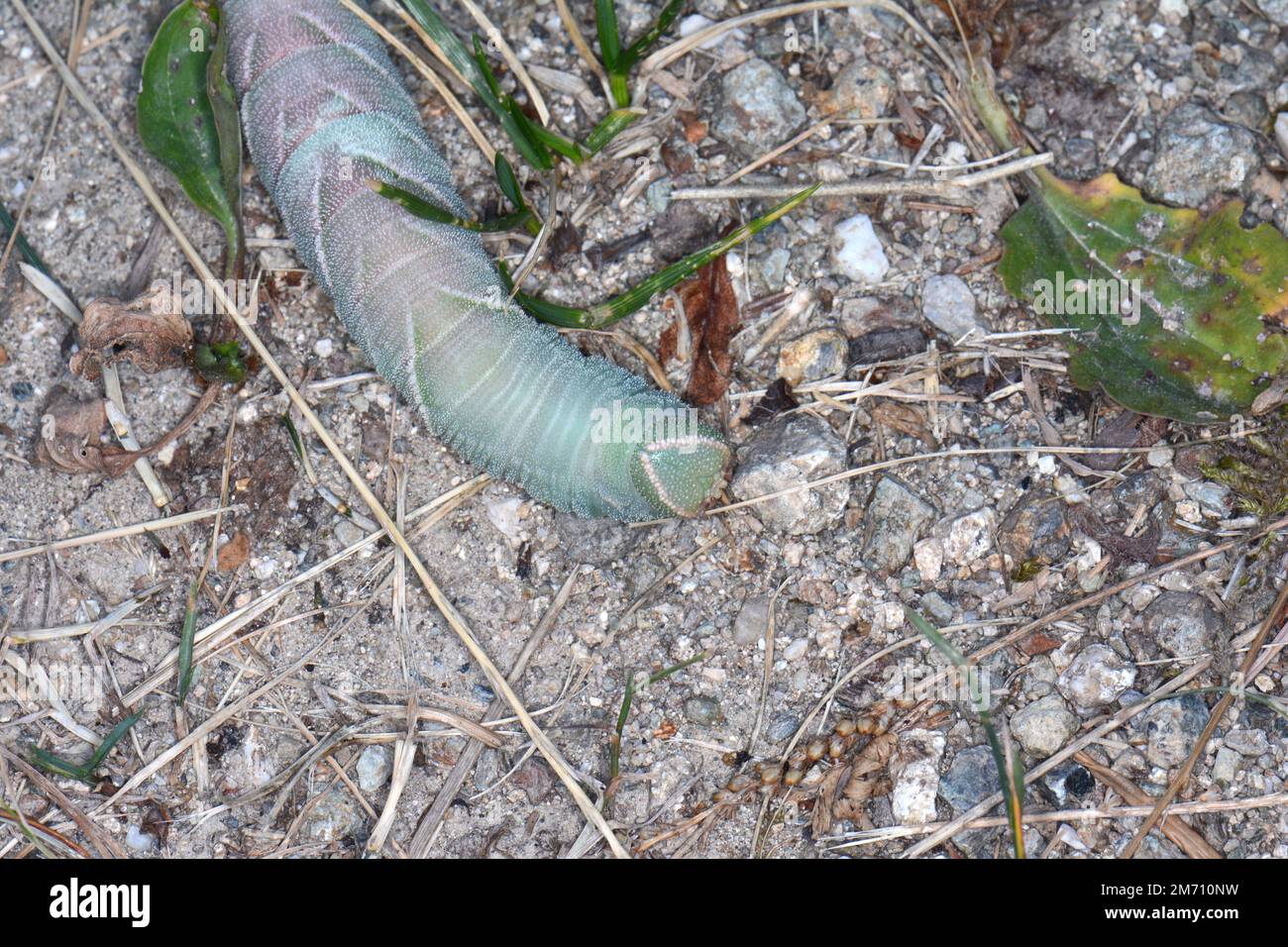 Macro of butterfly larva . Big catepillar Stock Photo - Alamy