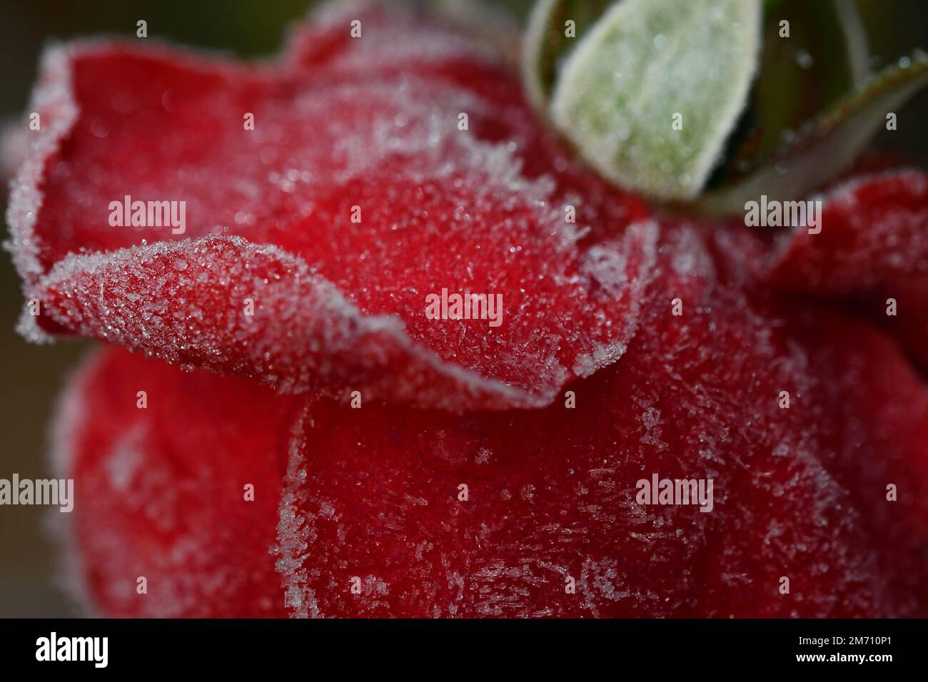 Macro photography of frosted red rose petals Stock Photo - Alamy