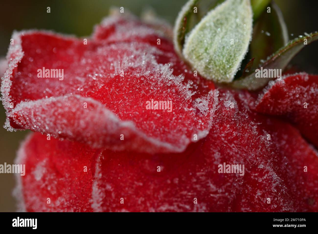 Macro photography of frosted red rose petals Stock Photo - Alamy