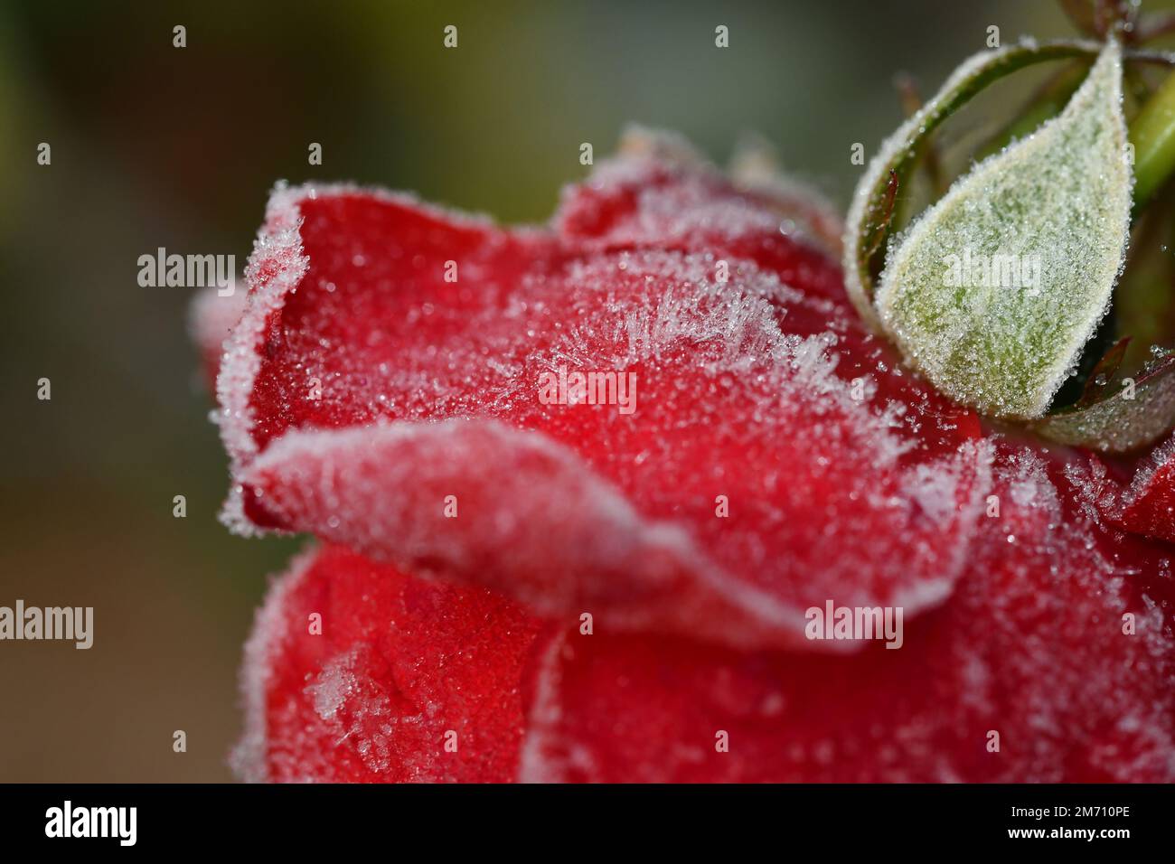 Macro photography of frosted red rose petals Stock Photo - Alamy