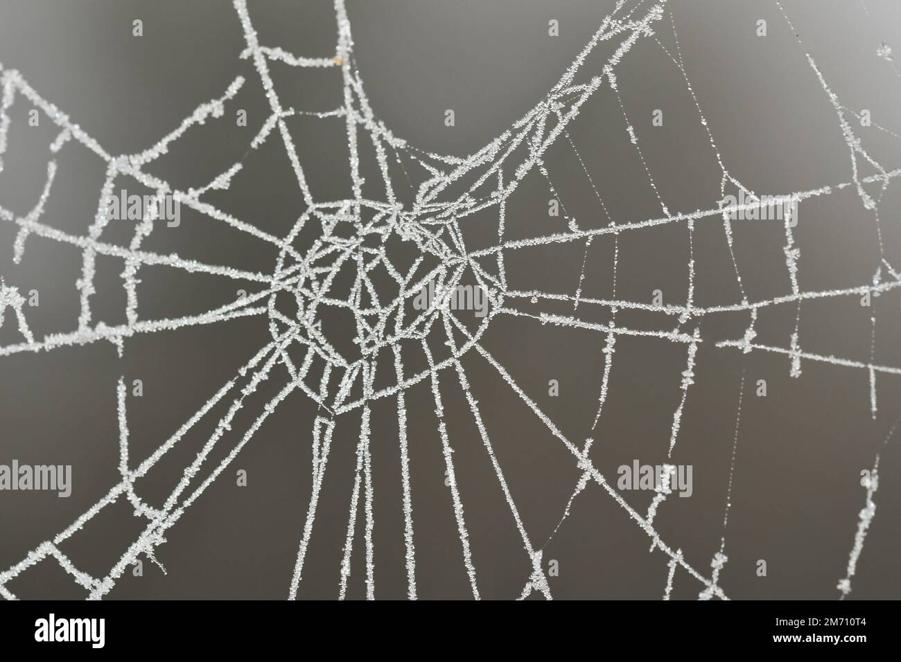 Macro photography of a frosty cobweb Stock Photo - Alamy