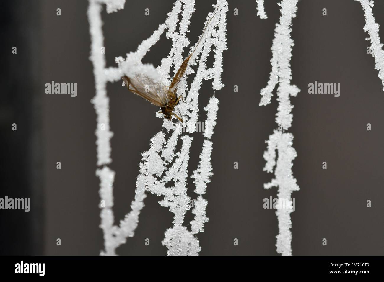 Trapped insect in a cobweb, macro photography, frosted spiderweb Stock ...