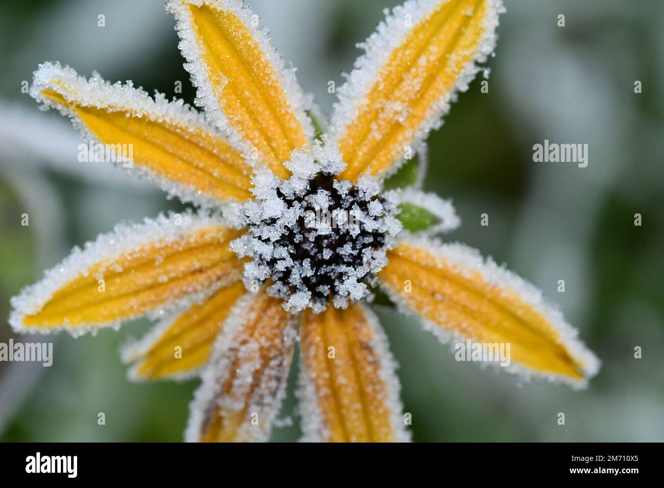 Floral frost photography hi-res stock photography and images - Alamy