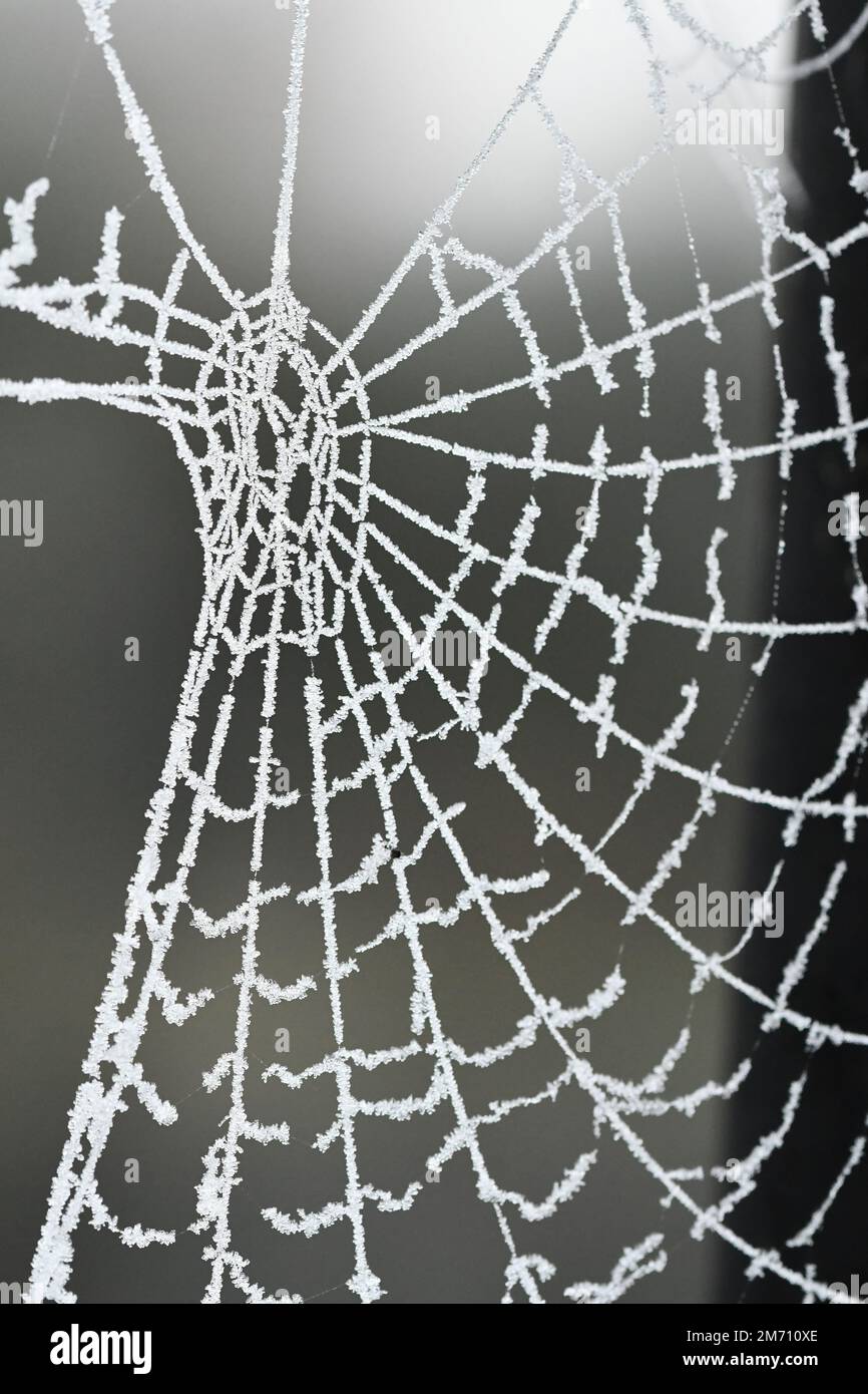 Macro photography of a frosty cobweb Stock Photo - Alamy