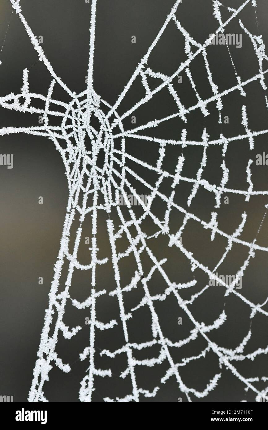 Macro photography of a frosty cobweb Stock Photo - Alamy