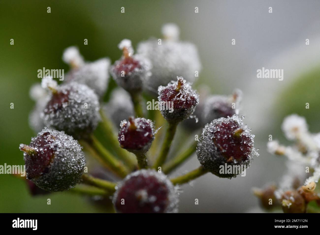 Frosted flower hi-res stock photography and images - Alamy