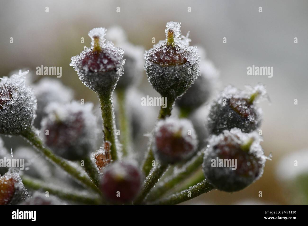 Frosted flower hi-res stock photography and images - Alamy