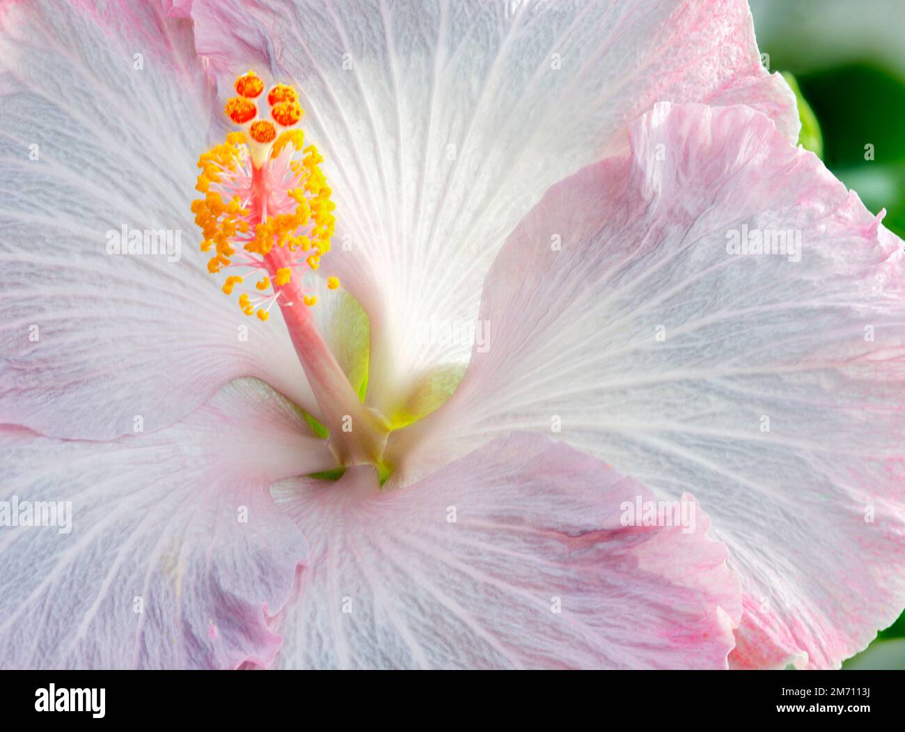 Pink Hibiscus Flower Close Up and Focus Stacked Stock Photo - Alamy