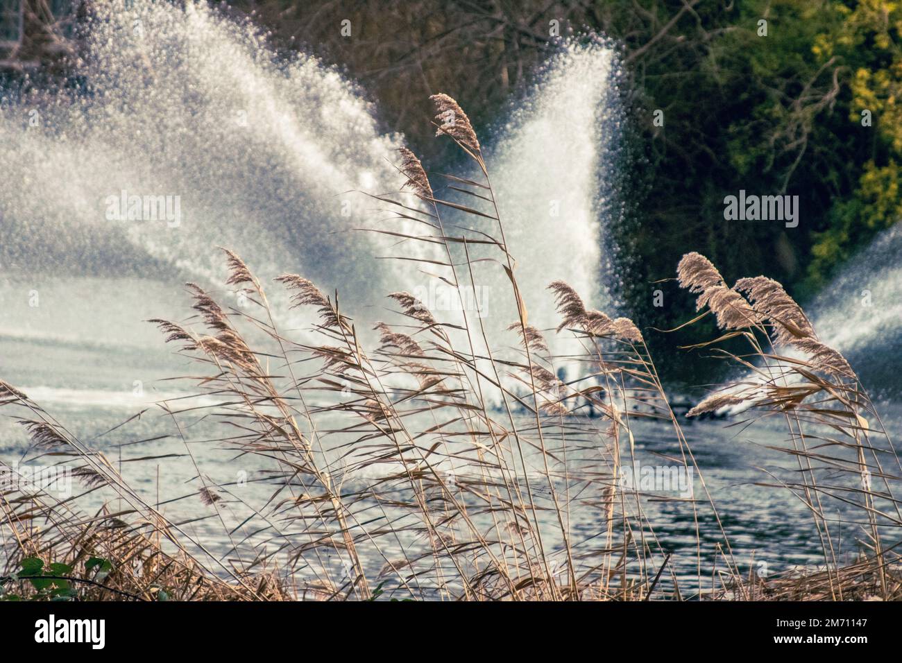 Pampas grass blowing in the wind with a beautiful waterfall in the ...