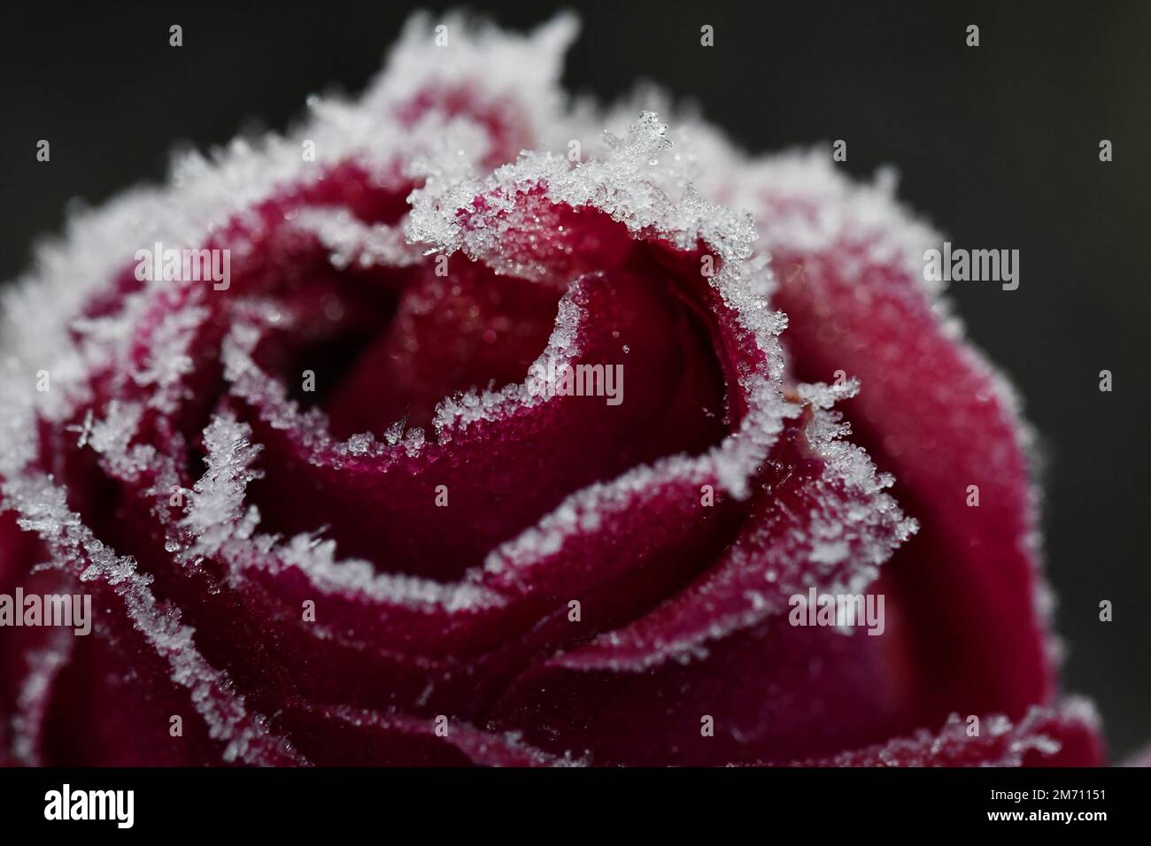 Macro photography of frosted red rose petals Stock Photo - Alamy