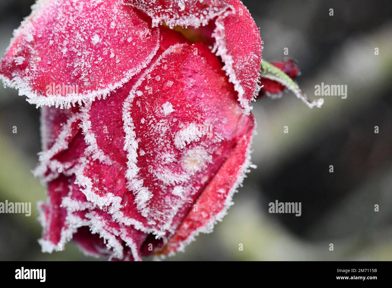 Macro photography of frosted red rose petals Stock Photo - Alamy