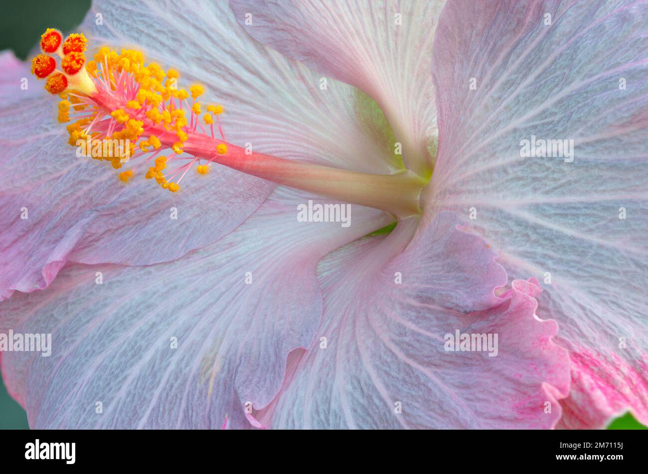 Pink Hibiscus Flower Close Up and Focus Stacked Stock Photo - Alamy