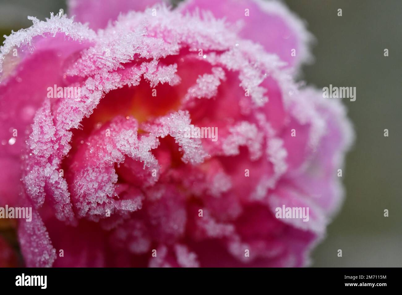 Macro photography of frosted red rose petals Stock Photo - Alamy